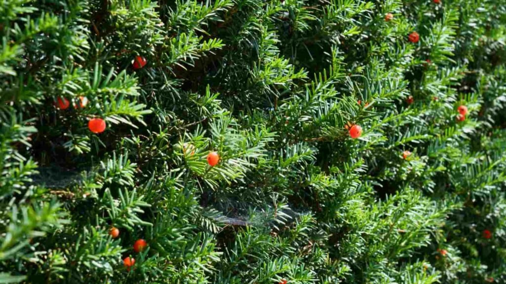 How to Grow and Care for Japanese Yew Trees (Complete Guide)