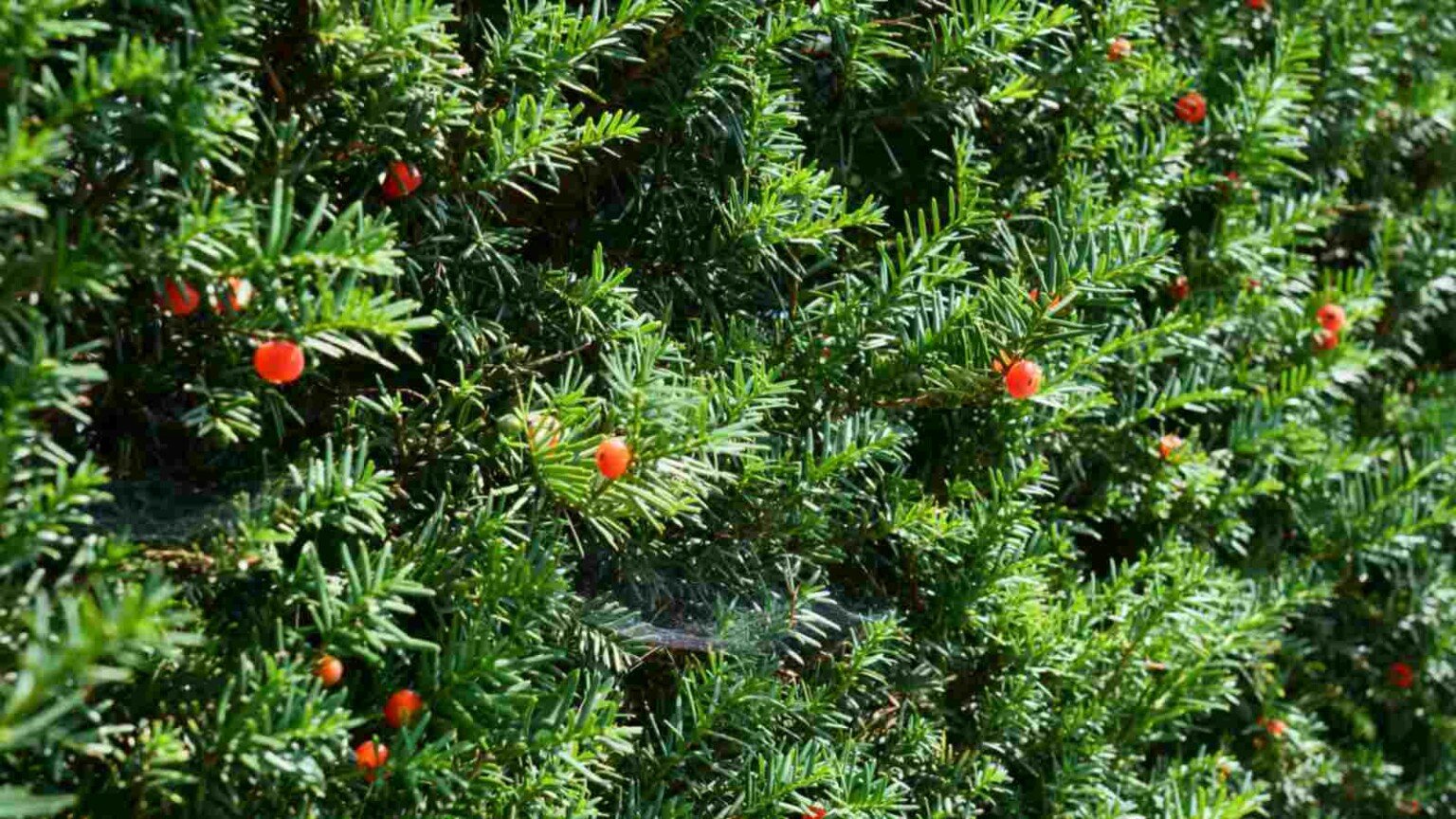 How to Grow and Care for Japanese Yew Trees (Complete Guide)