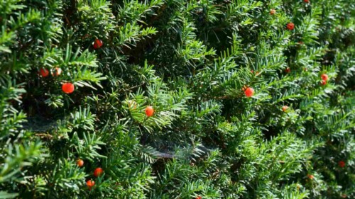 How to Grow and Care for Japanese Yew Trees (Complete Guide)