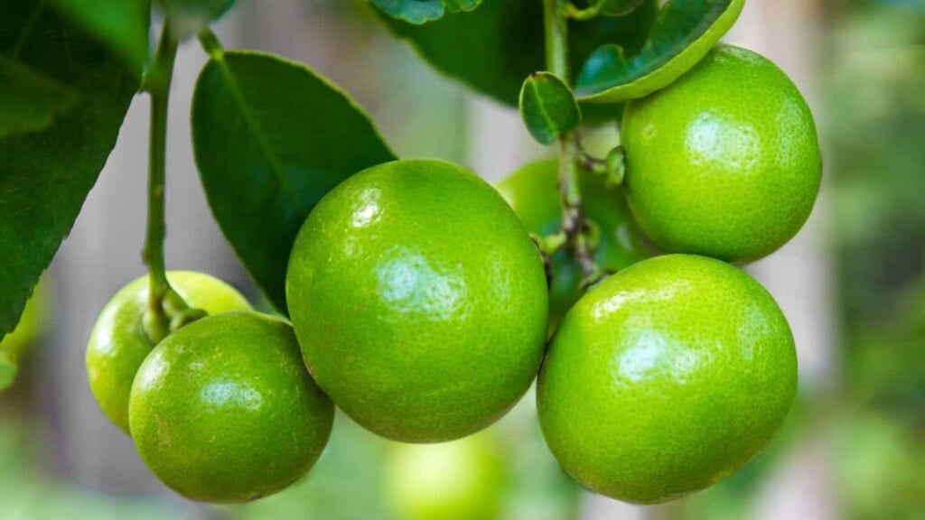 How to Grow and Care For A Lime Tree (Step By Step Guide) | Planet Natural