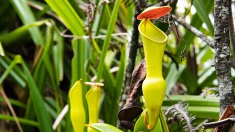 How to Grow and Care for Pitcher Plant (Complete Guide) | Planet Natural