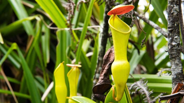 How to Grow and Care for Pitcher Plant (Complete Guide) | Planet Natural