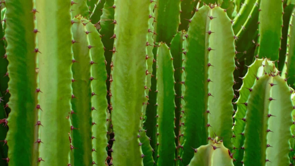 How to Grow and Care for San Pedro Cactus (Complete Guide)