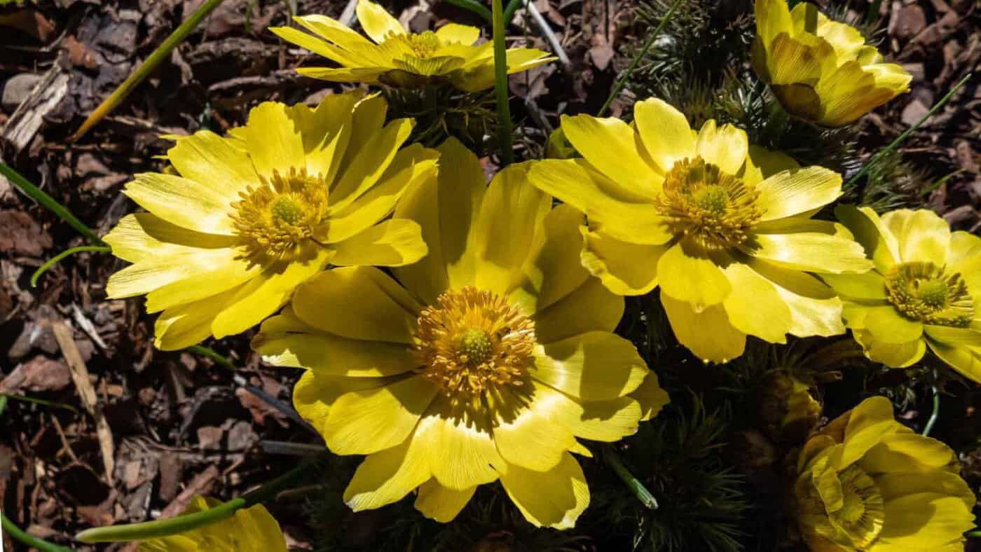 49 Best Yellow Flowers for Gardens (Annuals and Perennials) | Planet ...