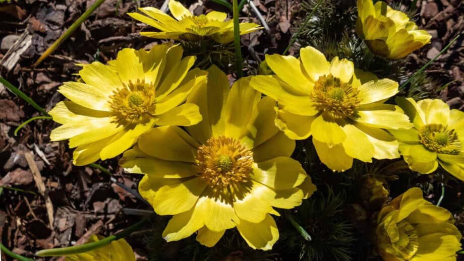 49 Best Yellow Flowers for Gardens (Annuals and Perennials) | Planet ...