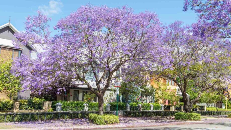 How to Plant, Grow, and Care for Jacaranda Tree Easily | Planet Natural