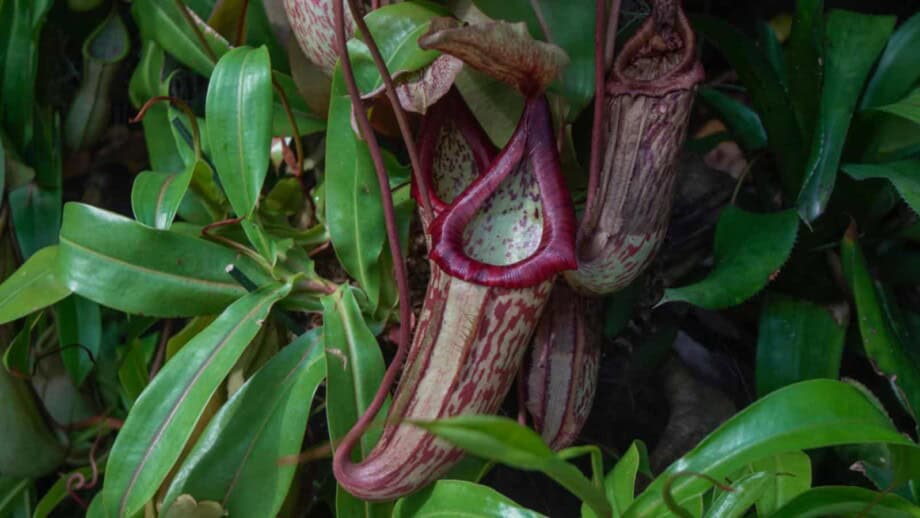 How to Grow and Care for Pitcher Plant (Complete Guide) | Planet Natural