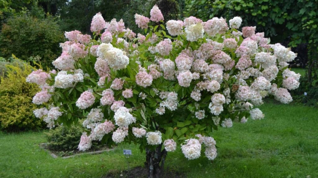 How to Grow and Care for Hydrangea Tree (Panicle Hydrangeas) | Planet Natural