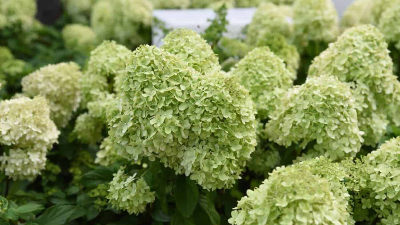 How to Grow and Care for Hydrangea Tree (Panicle Hydrangeas) | Planet ...