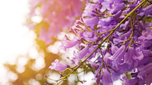 How to Plant, Grow, and Care for Jacaranda Tree Easily | Planet Natural
