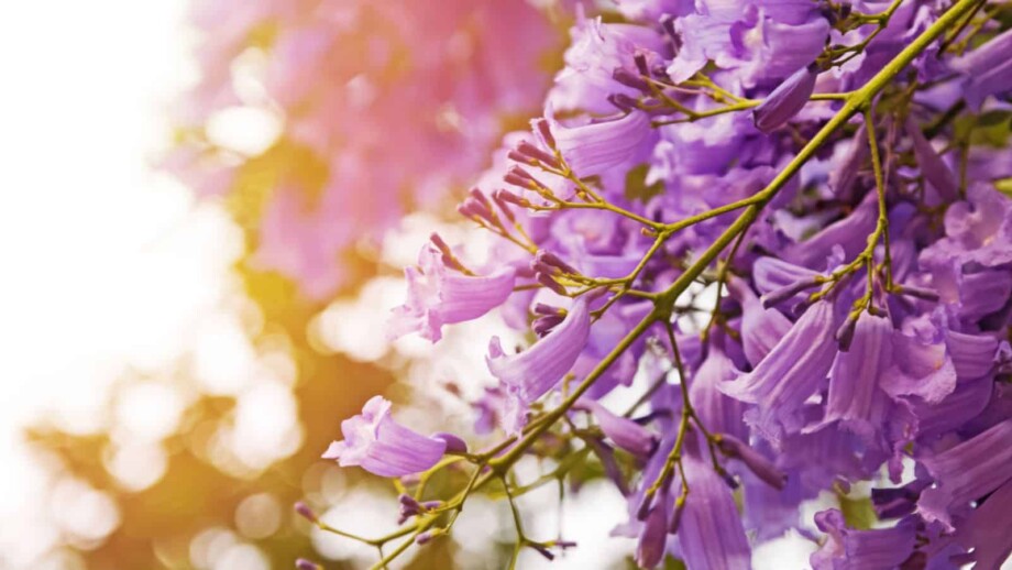 How to Plant, Grow, and Care for Jacaranda Tree Easily | Planet Natural