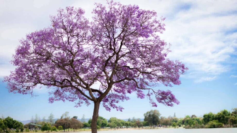 How to Plant, Grow, and Care for Jacaranda Tree Easily | Planet Natural