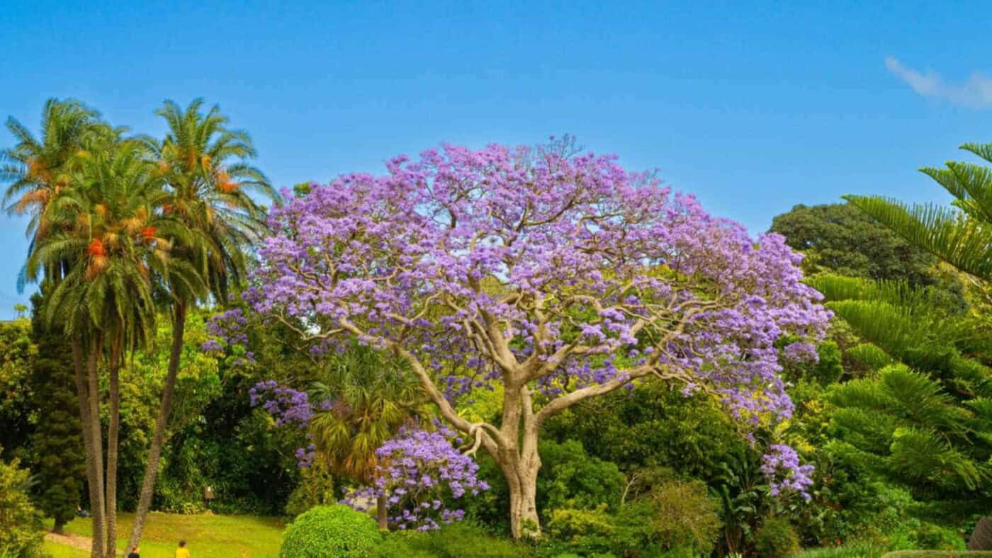 How to Plant, Grow, and Care for Jacaranda Tree Easily | Planet Natural