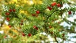How to Grow and Care for Japanese Yew Trees (Complete Guide)