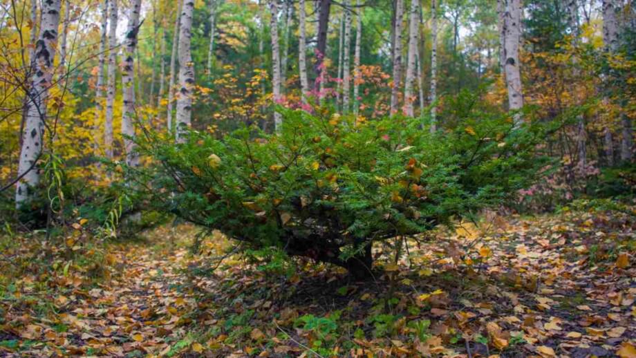 How to Grow and Care for Japanese Yew Trees (Complete Guide)