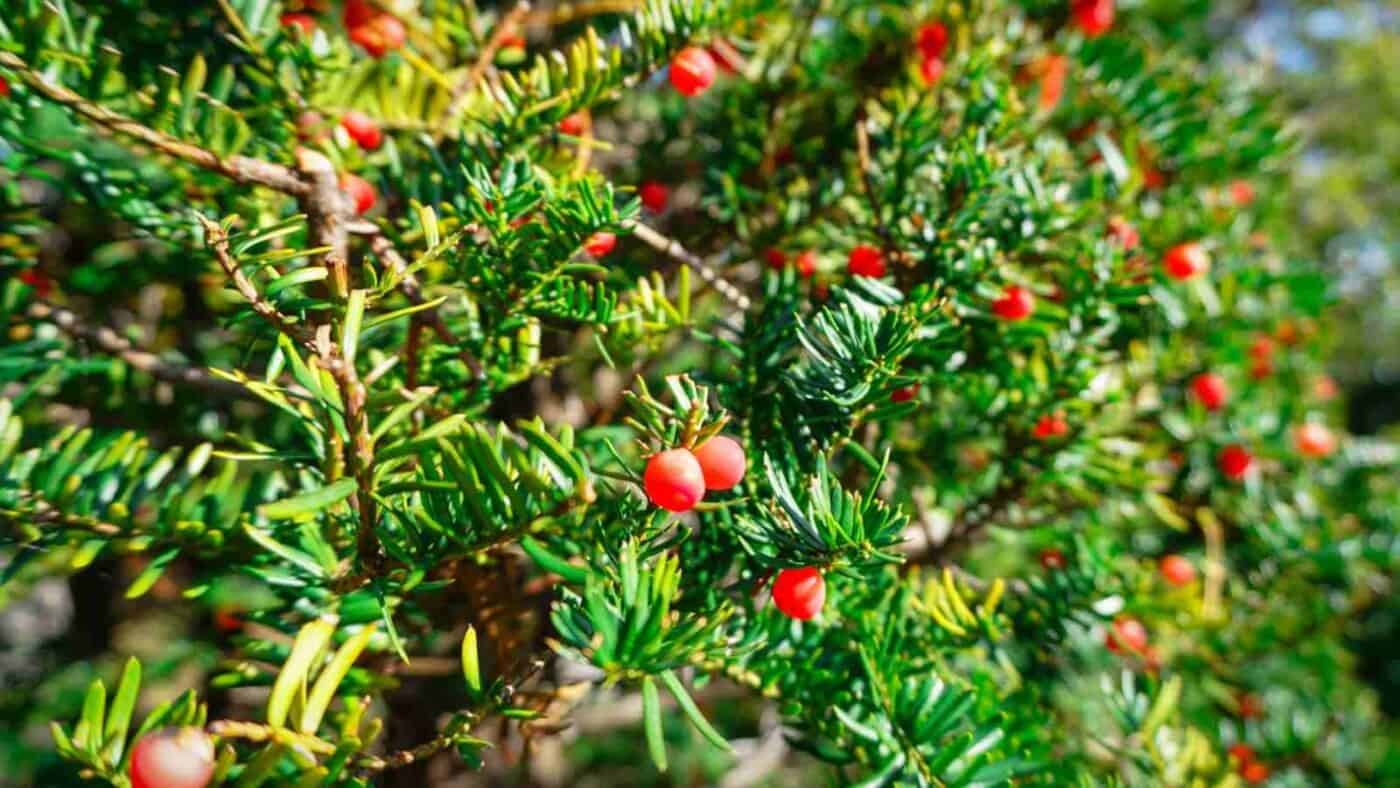 How to Grow and Care for Japanese Yew Trees (Complete Guide)