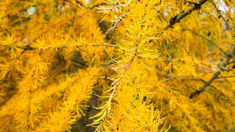 Larch Trees 101: Facts and Care Tips for Healthy Growth