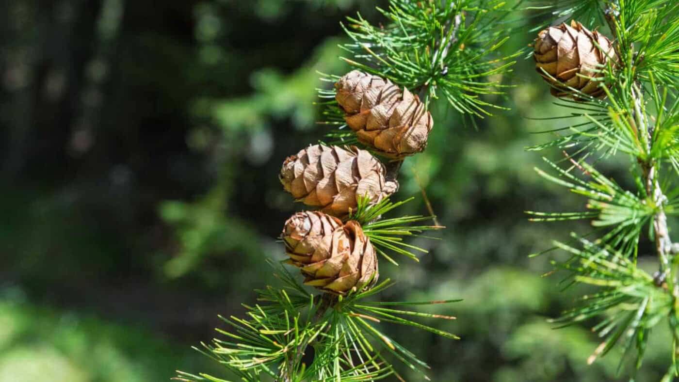 Larch Trees 101: Facts and Care Tips for Healthy Growth