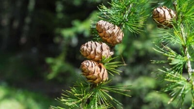 Larch Trees 101: Facts and Care Tips for Healthy Growth