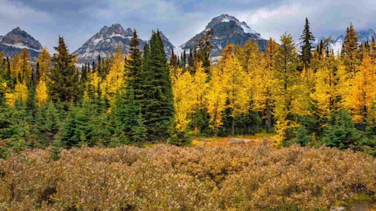 Larch Trees 101: Facts and Care Tips for Healthy Growth