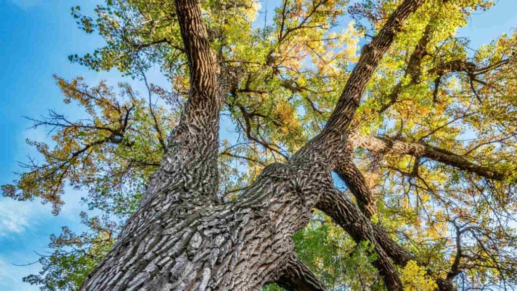 How to Grow and Care for Cottonwood Tree (Complete Guide) | Planet Natural
