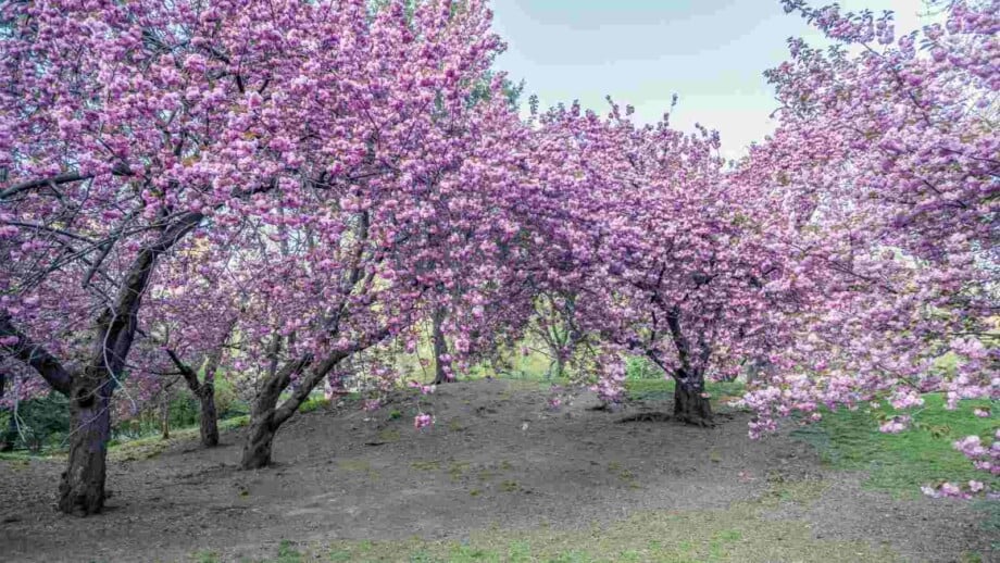 How to Plant, Grow, and Care for Cherry Blossom Trees