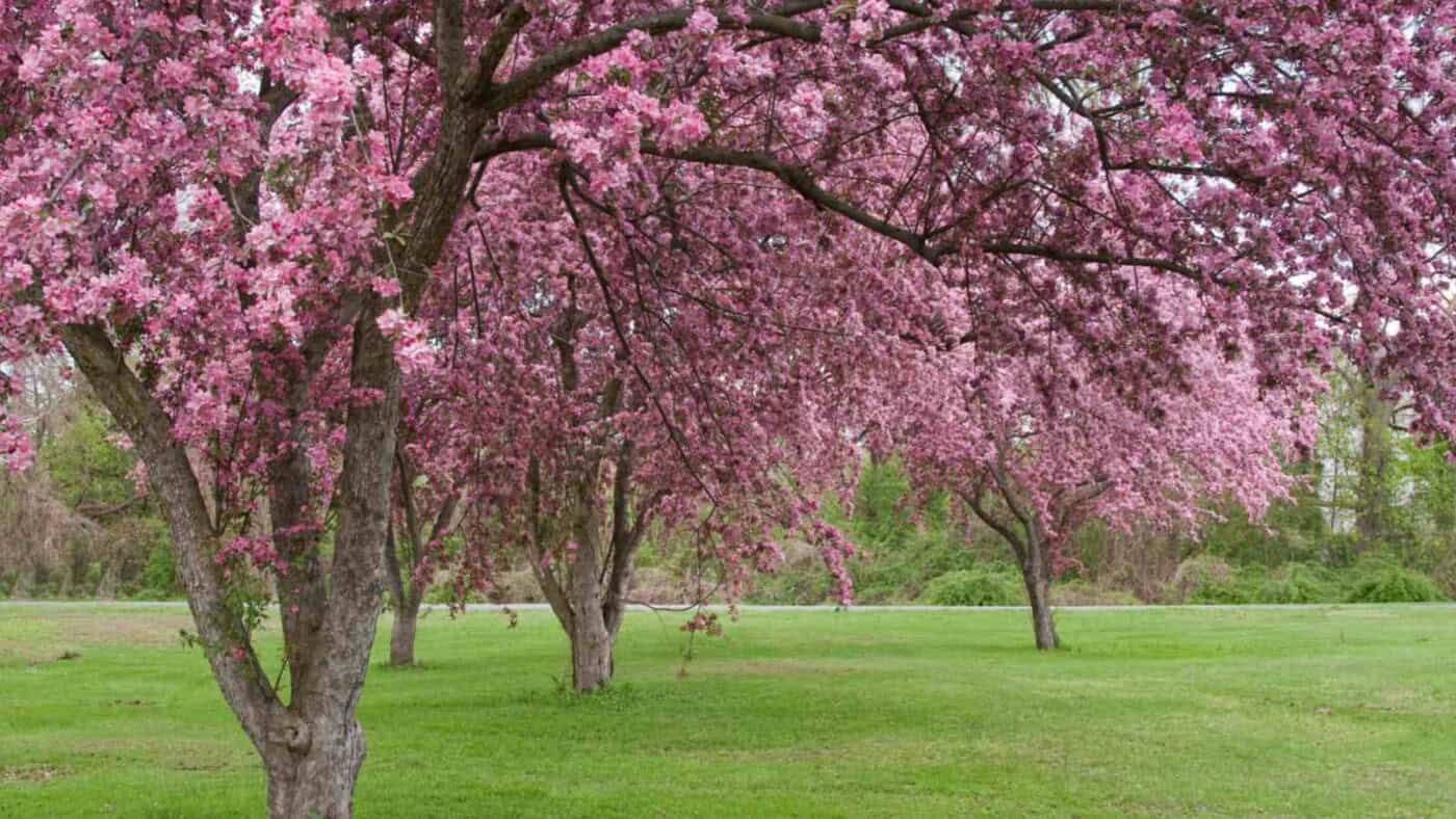 What You Need To Know To Grow And Care For Crabapple Tree | Planet Natural