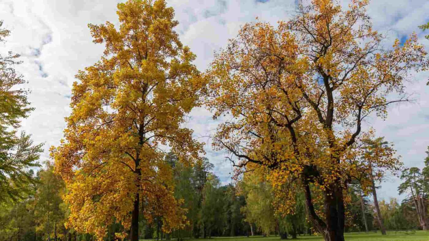 How to Grow and Care for a Tulip Tree (Step-by-Step Guide)