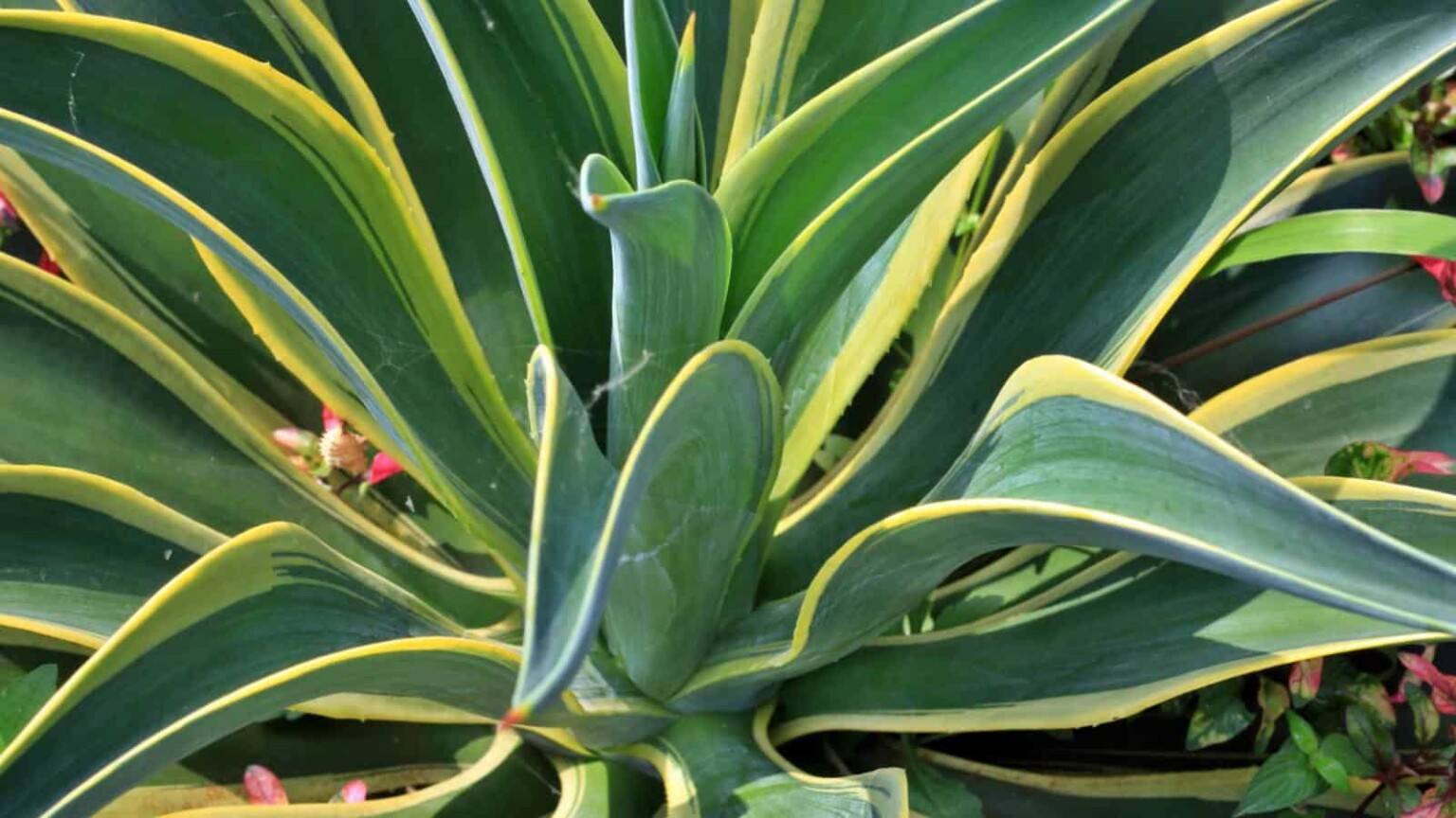 How to Grow and Care for Century Plant (Agave americana) | Planet Natural