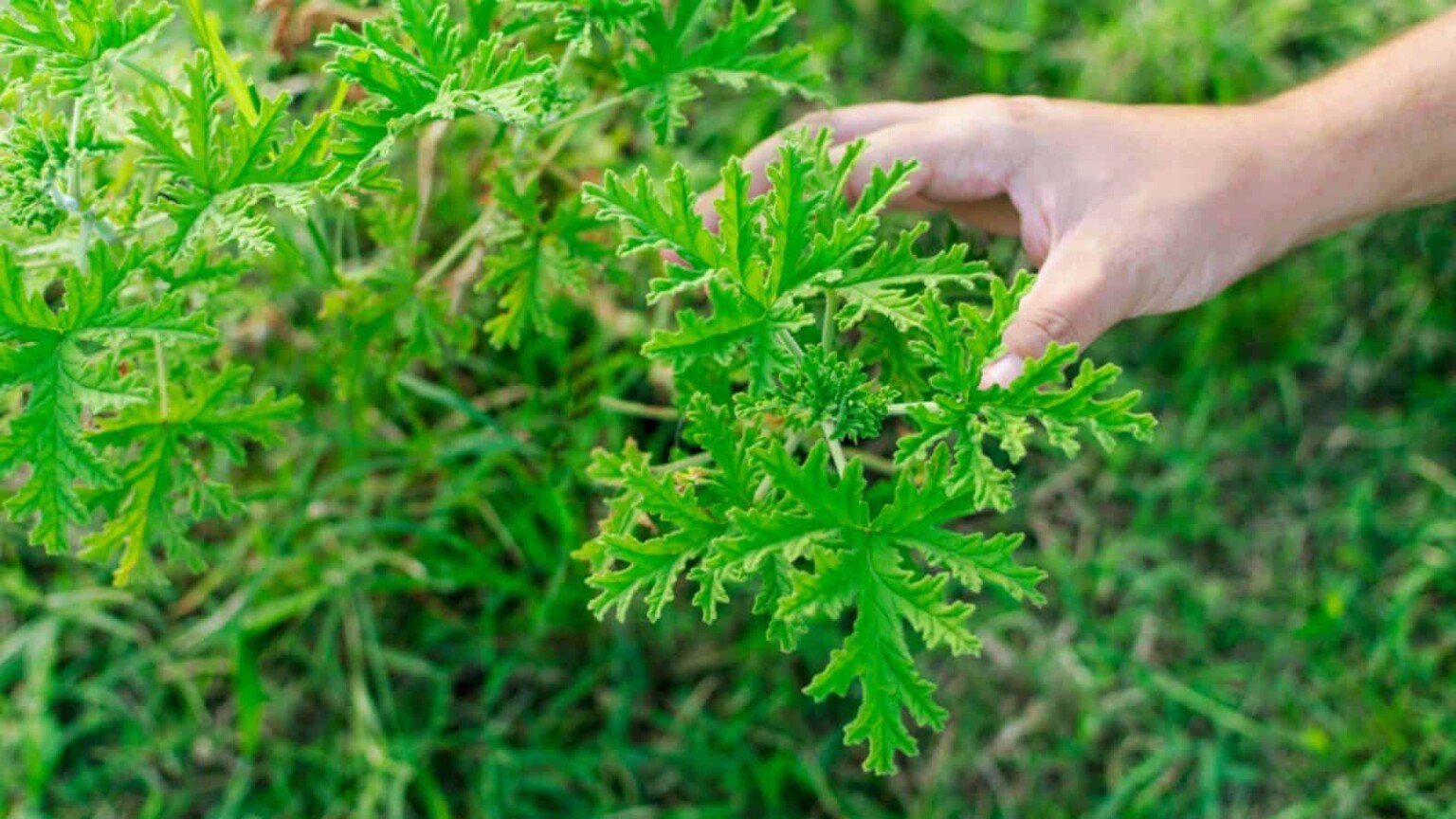 How to Grow and Care for Citronella Plant (Mosquito Plant) | Planet Natural