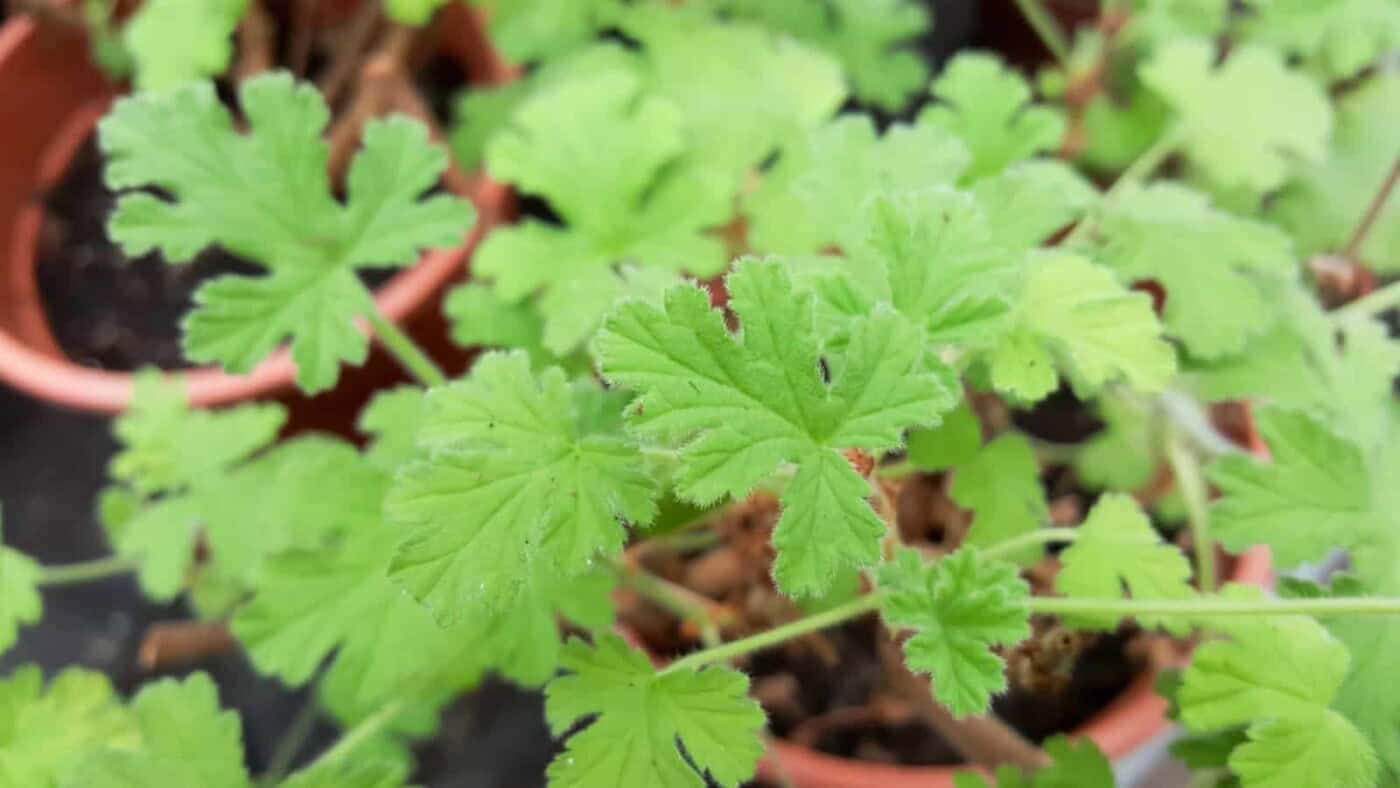 How to Grow and Care for Citronella Plant (Mosquito Plant) | Planet Natural