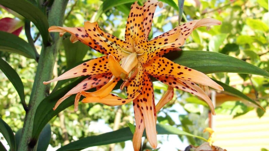 Types of Lilies: 18 Stunning Lily Species for Your Garden | Planet Natural