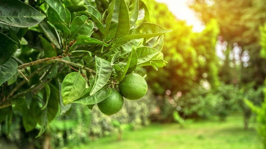 How to Grow and Care For A Lime Tree (Step By Step Guide) | Planet Natural