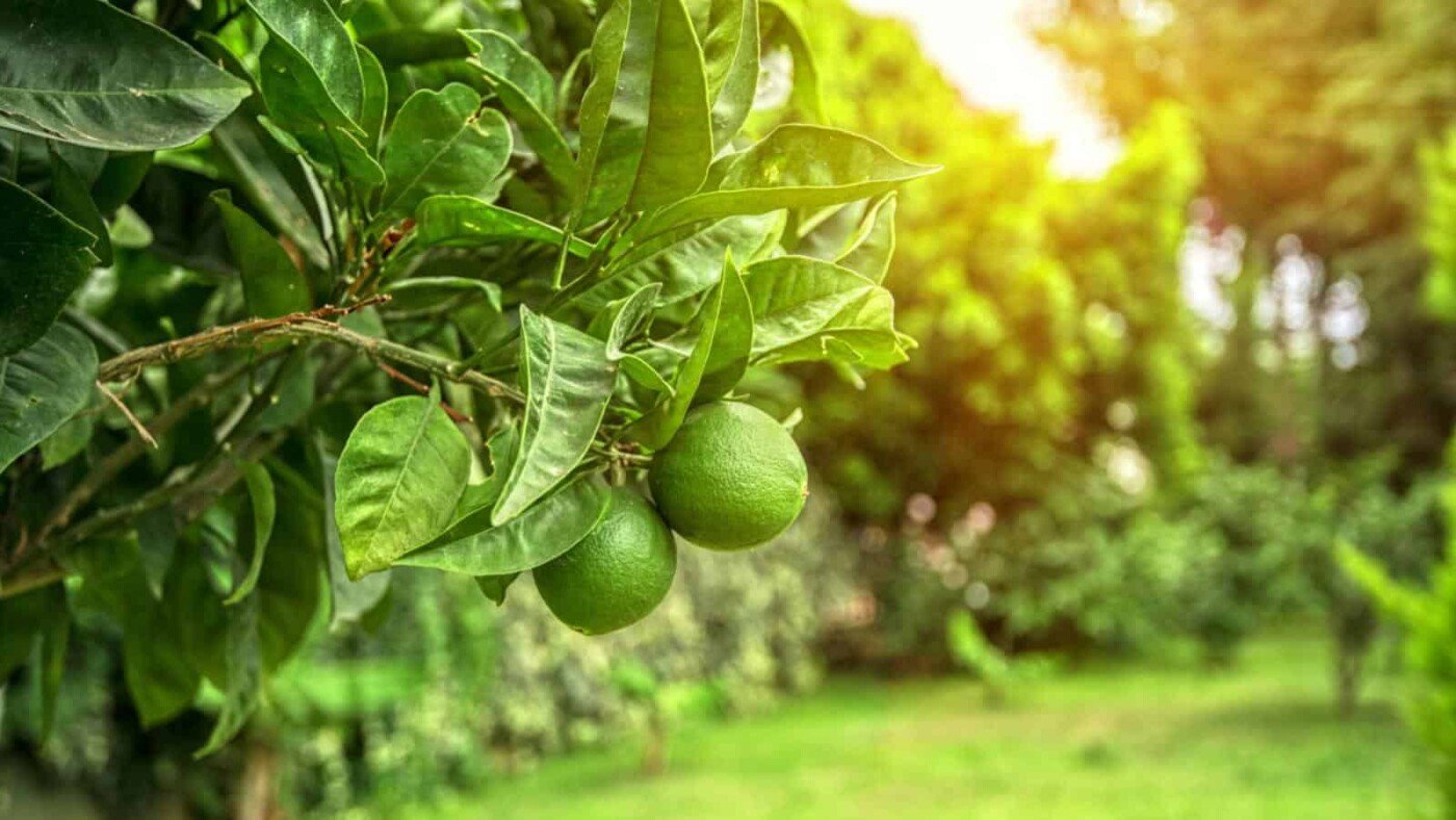 How to Grow and Care For A Lime Tree (Step By Step Guide) | Planet Natural