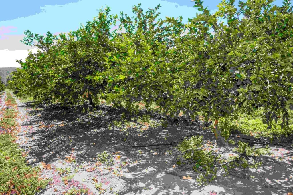 How to Grow and Care For A Lime Tree (Step By Step Guide) | Planet Natural