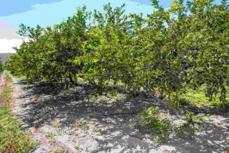 How to Grow and Care For A Lime Tree (Step By Step Guide) | Planet Natural