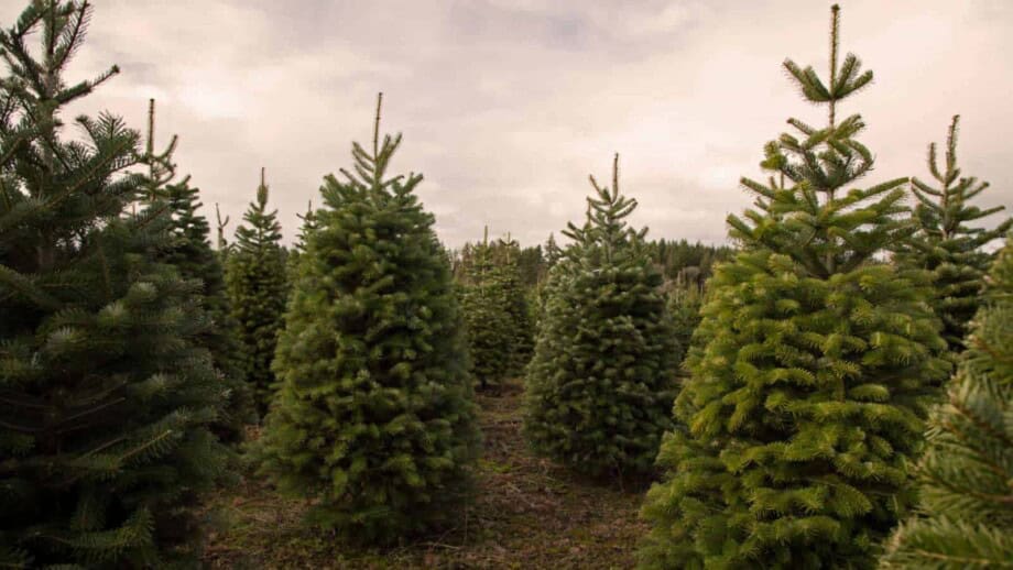 How to Grow and Care for Douglas Fir (Complete Guide) | Planet Natural