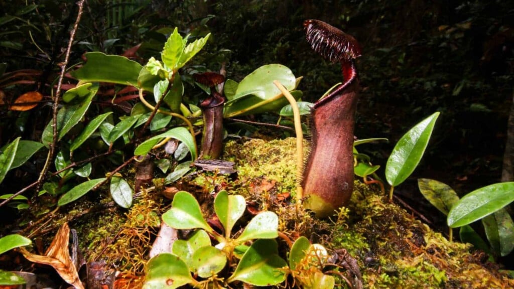 How to Grow and Care for Pitcher Plant (Complete Guide) | Planet Natural