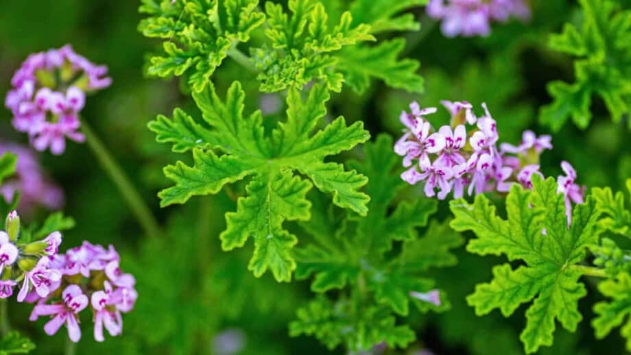 How to Grow and Care for Citronella Plant (Mosquito Plant) | Planet Natural