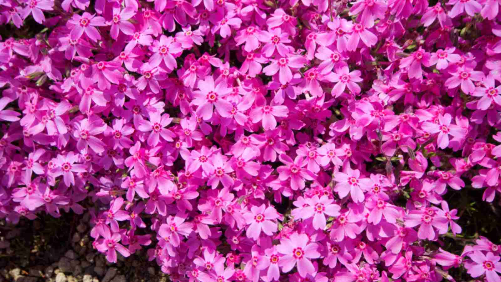 68 Types of Pink Flowers (With Pictures and Plant Care Tips) | Planet ...