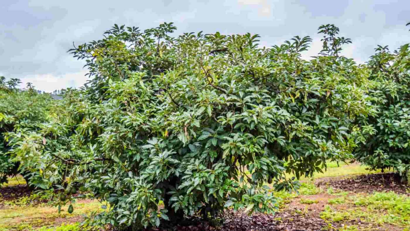 How to Grow And Care For an Avocado Tree (Complete Guide)
