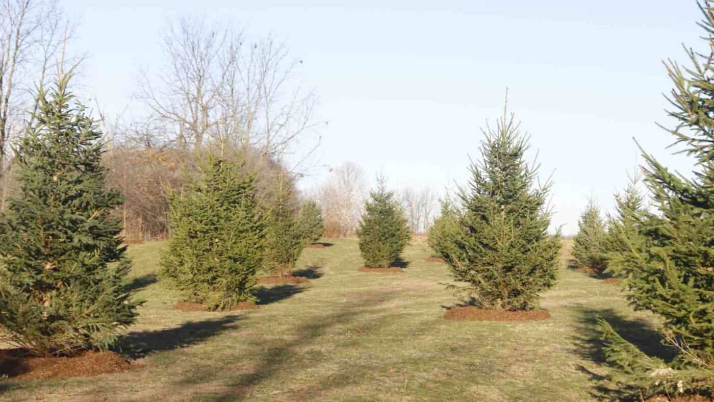 Spruce Tree Complete Guide: Growing, Caring, Types and Uses