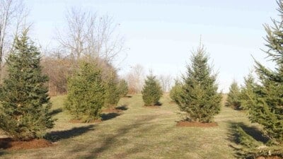 Spruce Tree Complete Guide: Growing, Caring, Types and Uses