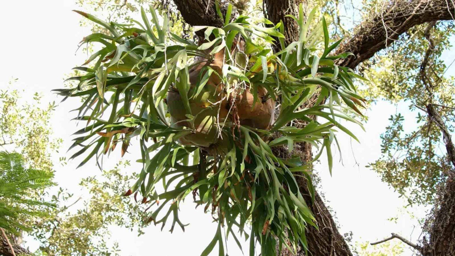 How to Grow and Care for Staghorn Fern (Complete Guide) | Planet Natural