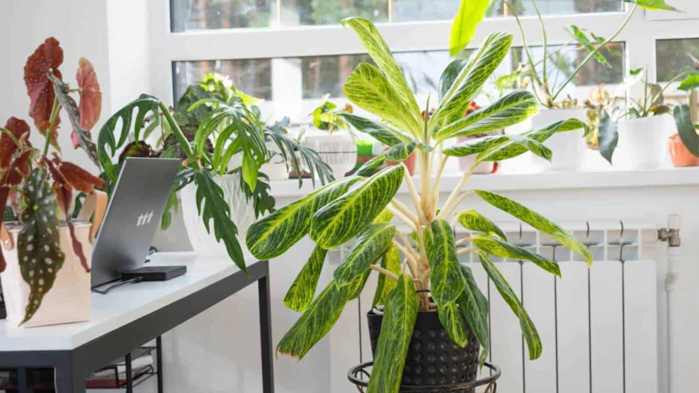 How to Grow & Care for Aglaonema Plants (Chinese Evergreen)