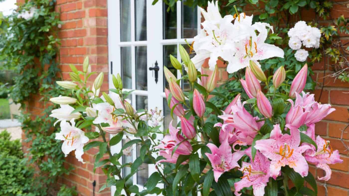 Types of Lilies: 18 Stunning Lily Species for Your Garden | Planet Natural