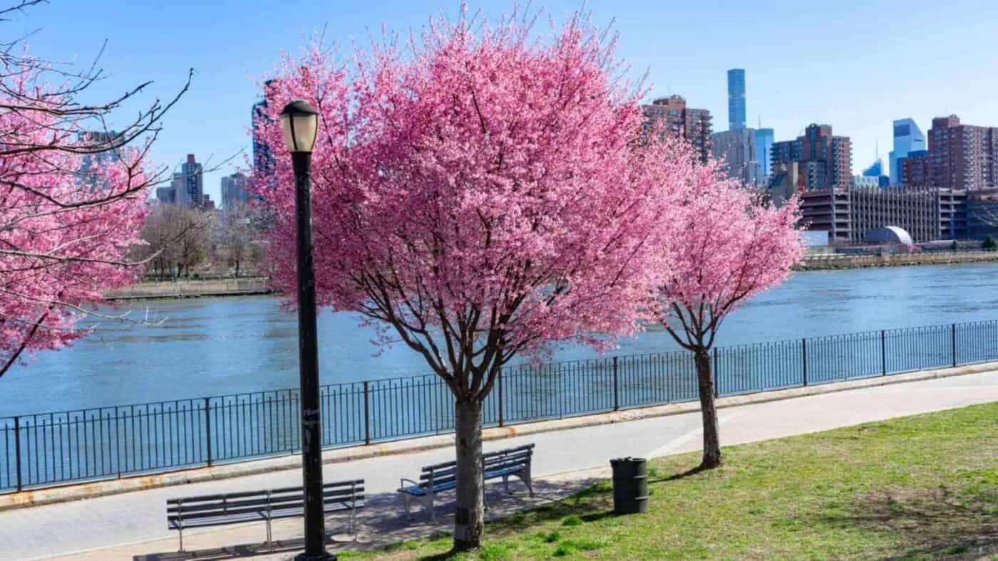 What You Need To Know To Grow And Care For Crabapple Tree | Planet Natural