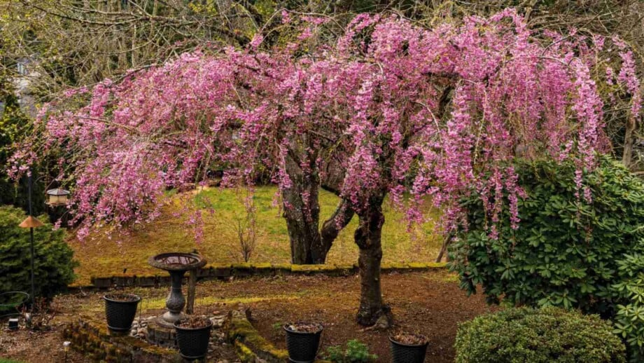 How to Plant, Grow, and Care for Weeping Cherry Tree | Planet Natural