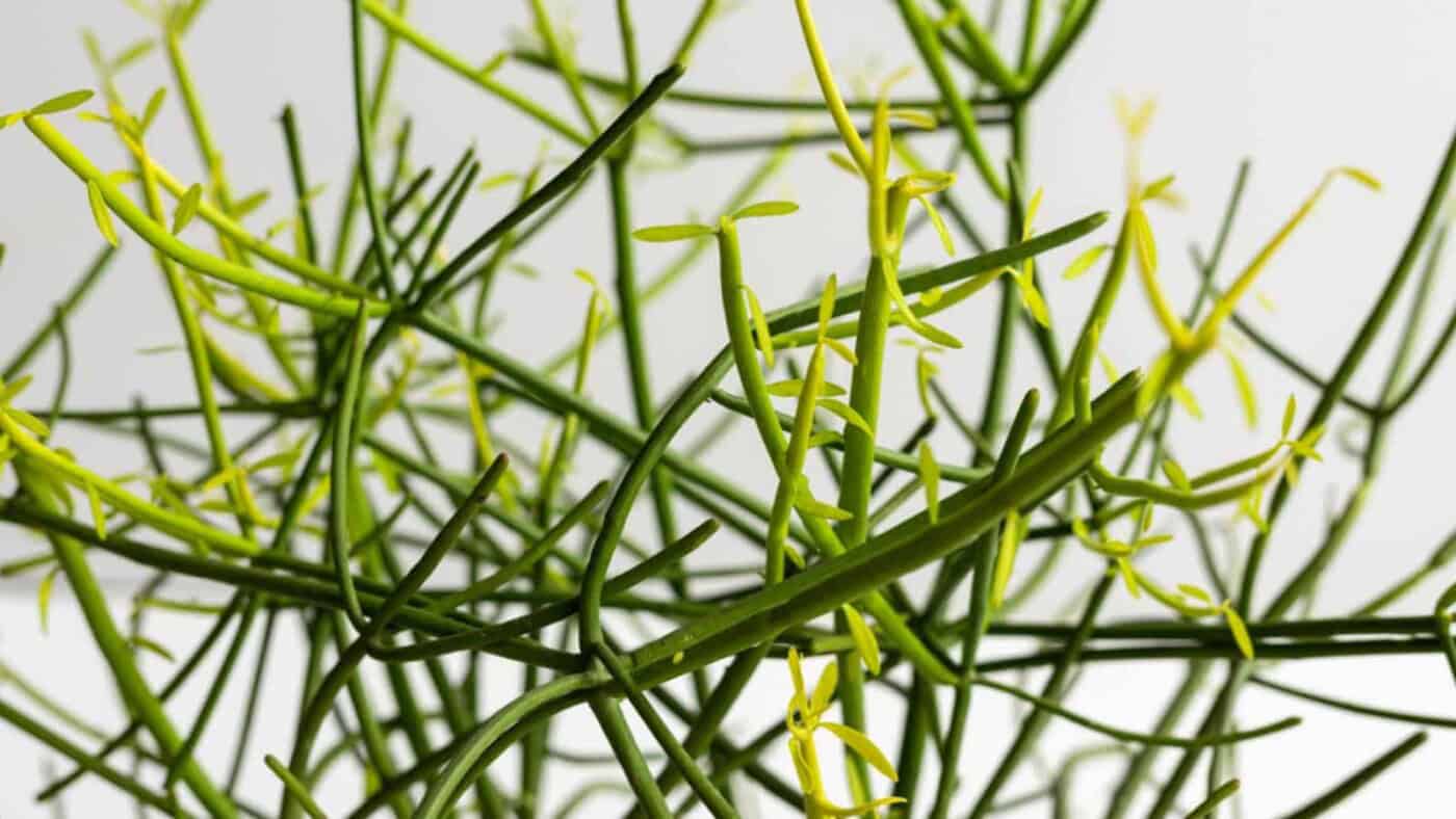 How to Grow and Care for Pencil Cactus (Complete Guide) | Planet Natural