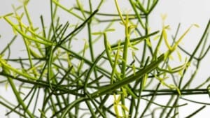 How to Grow and Care for Pencil Cactus (Complete Guide) | Planet Natural